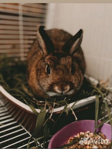 Декоративные кролики