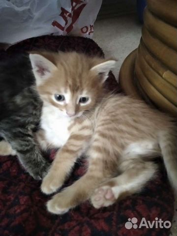 Рыжий котик