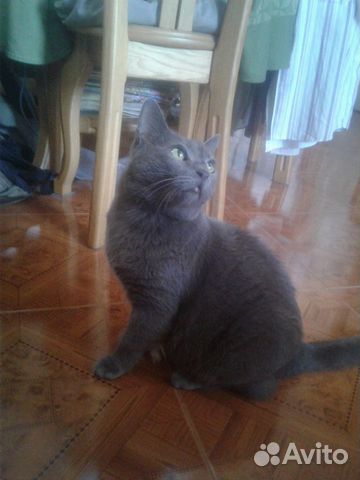 Британская кошка