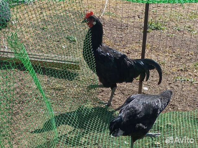 Петухи Барбезье, Орпингтон, фавероль февральские