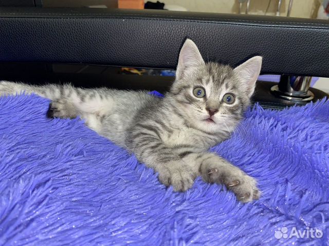 Кошка