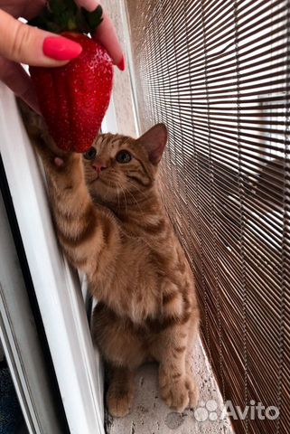 Рыжий котик приблизително 8 мсяцев, приучен к лотк