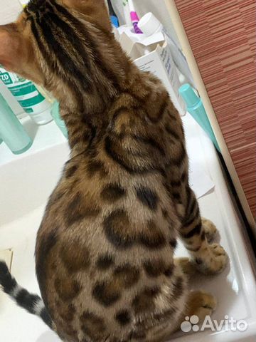 Бенгальская кошечка