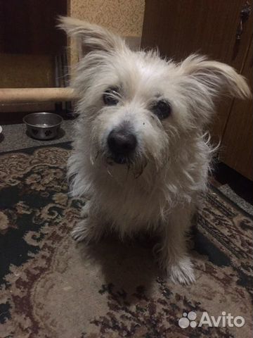 Керн терьер