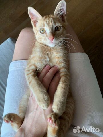 Рыжий котенок в добрые руки