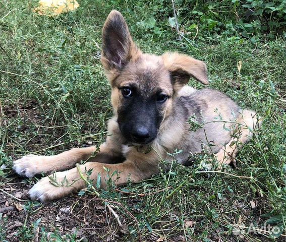 Щенок девочка Джесси в дар