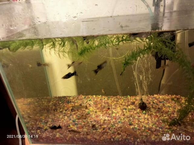 Мальки моллинезии