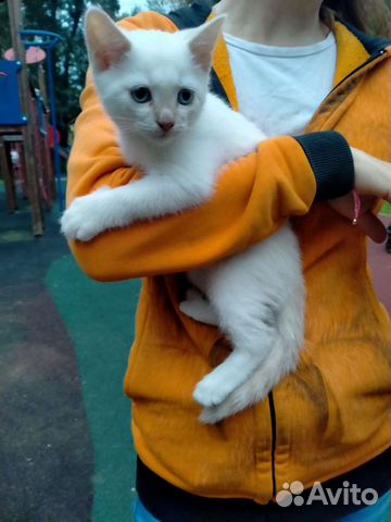 Кошка в дар