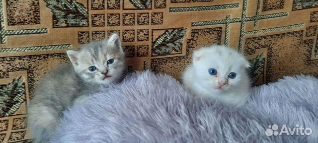 Котята