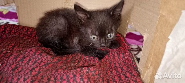 Котенок в добрые руки 1 месяц мальчик