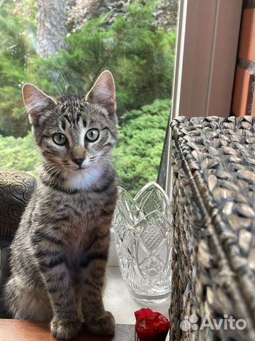 Милый ласковый котенок мальчик в дар