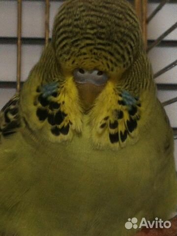 Самка волнистый попугай ввп, птенцы