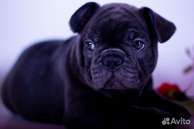 Красавец голубого окраса