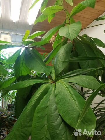 Листья терминалии (индийского миндаля) для аквариу