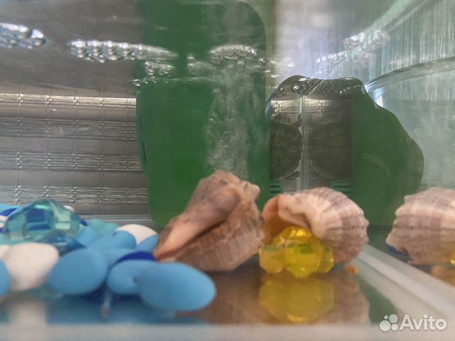 Маленькие черепахи