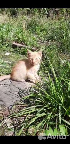 Котенок ищет дом