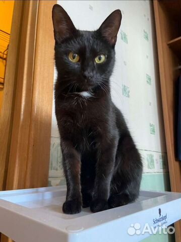 Кошка Чернуша