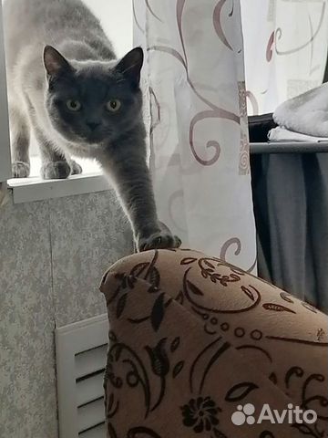 Потерялась кошка британка