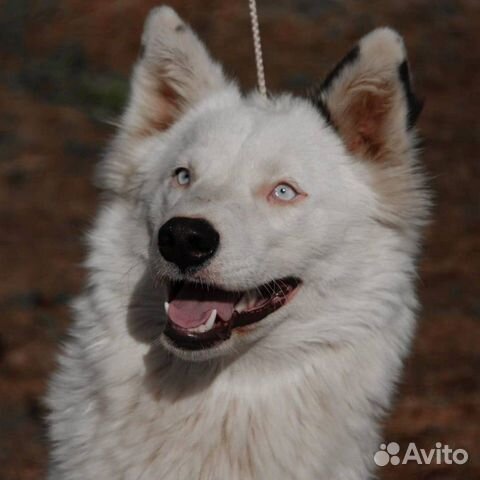 Якутская лайка