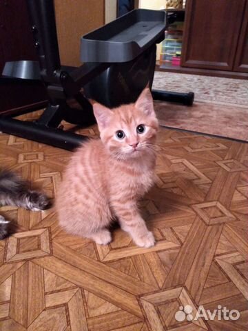 Золотые котята