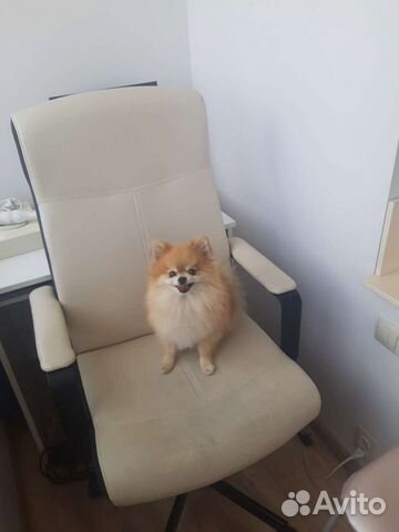 Малый немецкий шпиц вязка