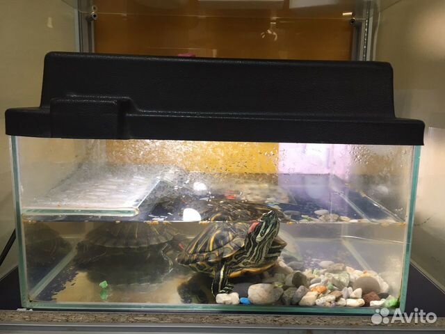 Экзотические животные