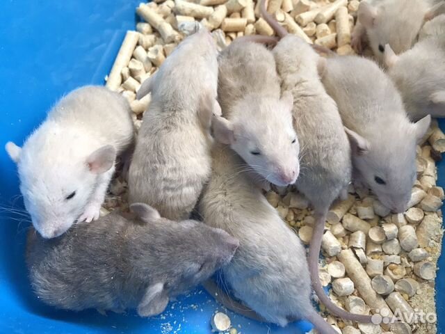 Крысята молочные дамбо