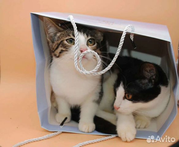 Кошечка и котик отдаются