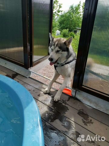 Собака в добрые руки хаски