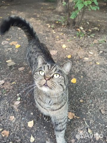 Метис экзота 2года кот в заботливые ручки