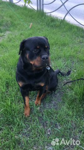 Ротвейлер на вязку