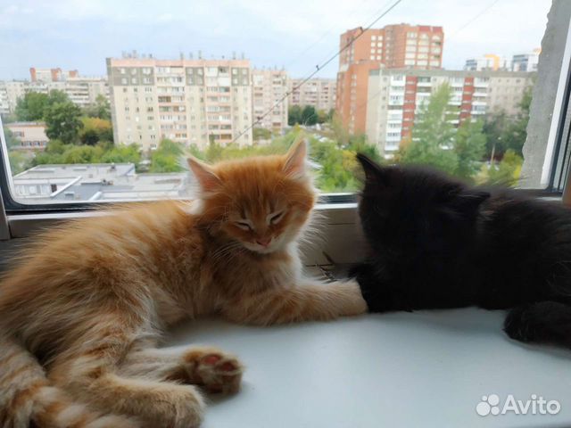 Сибирские котята
