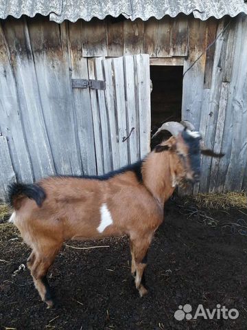 Козёл альпо нубийский 75