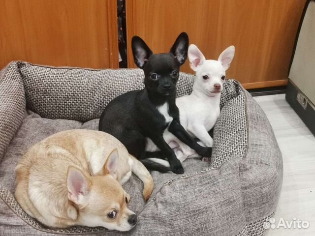 Щенки чихуахуа