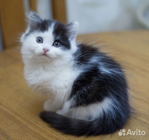 Забавные котята Боня и Клайд 2 месяца в дар