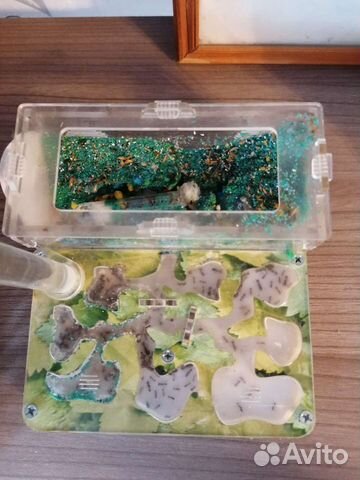 Муравьиная ферма с муравьями и годовым запасом кор