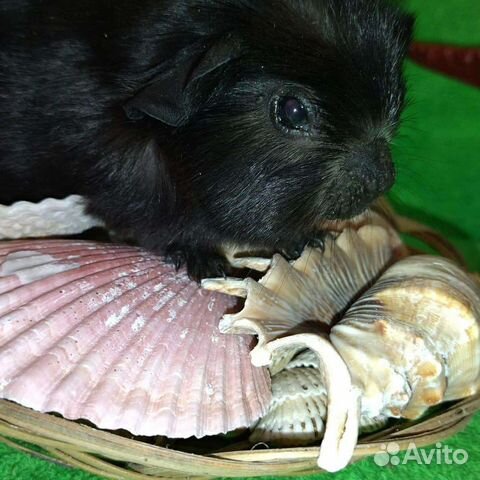 Болдуин морская свинка мальчик