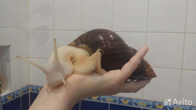 Улитка Ахатина