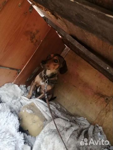 Такса бесплатно