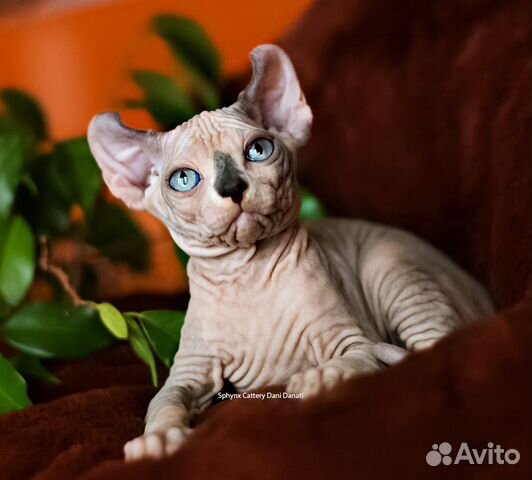 Инопланетная эльфочка