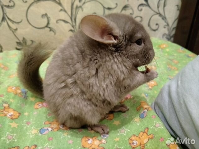Шиншиллы
