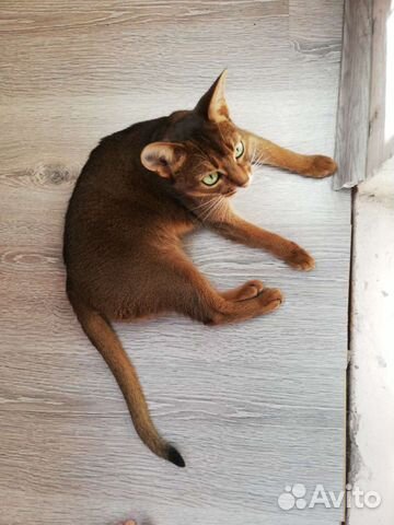 Отдам абиссинская