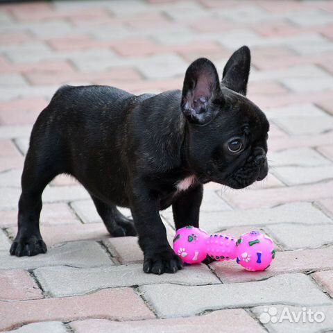 Мальчишки французики