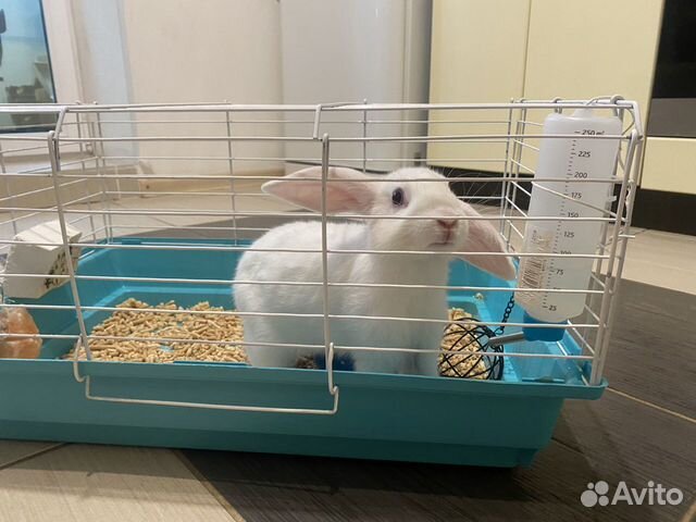 Кролик вислоухий