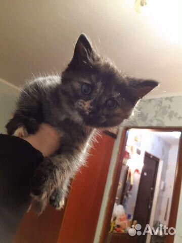 Котёнок черепахового окраса