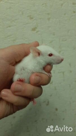 Крыса альбинос