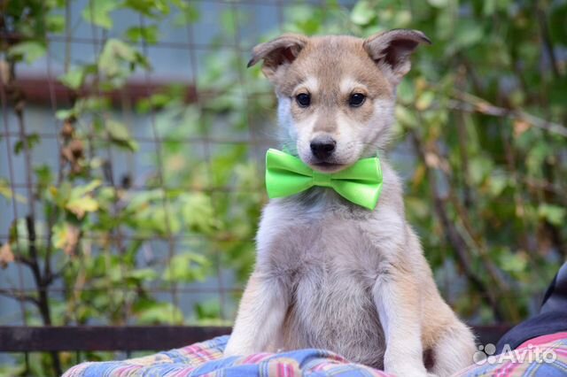 Супер щенок Тилль ищет дом