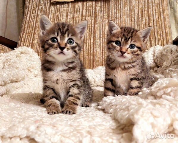 Котята в добрые руки (коты кошки собаки)