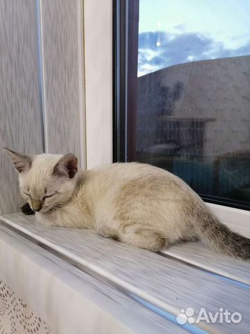 Сиамская кошка 6мес