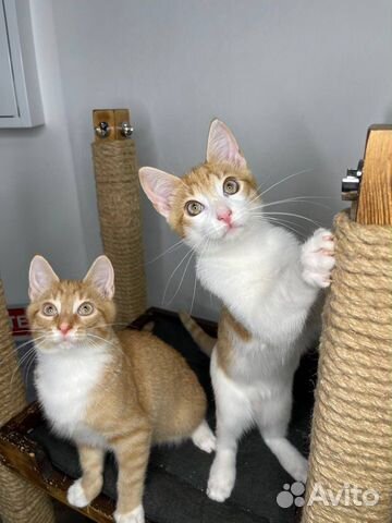 Рыжие котики, 4-5 месяцев